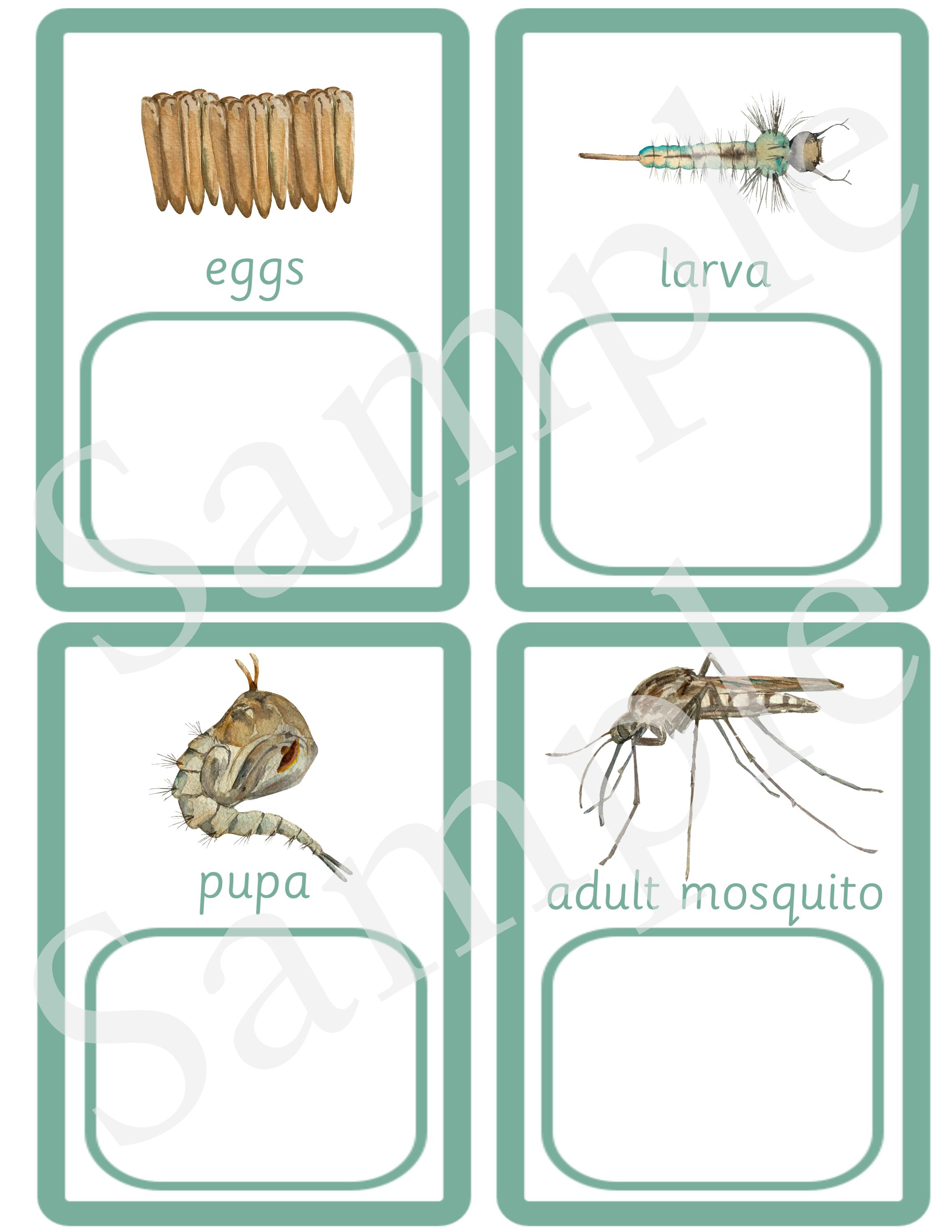 MOSQUITO Life Cycle Montessori Pre Reading Language Matching Cards - Etsy