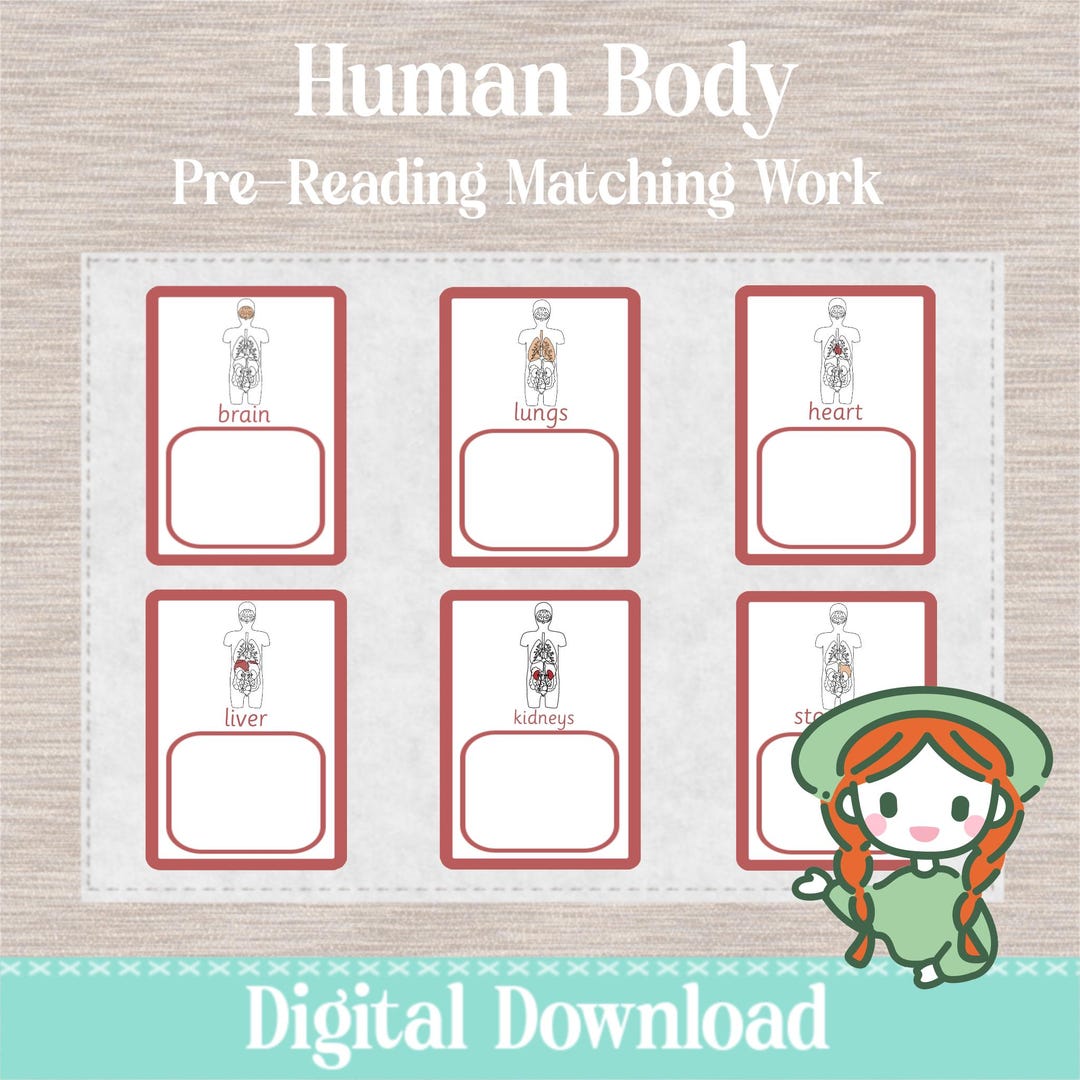 Human INTERNAL ORGANS Anatomy Montessori Pre Reading Language Matching ...