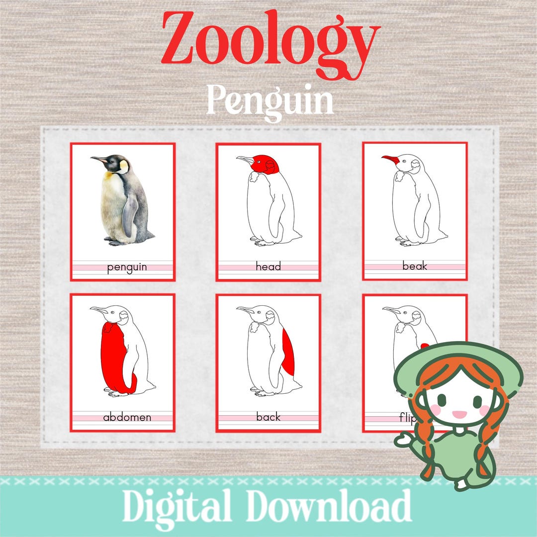 Parts of the PENGUIN - 3 Part Nomenclature Cards - Montessori Zoology ...