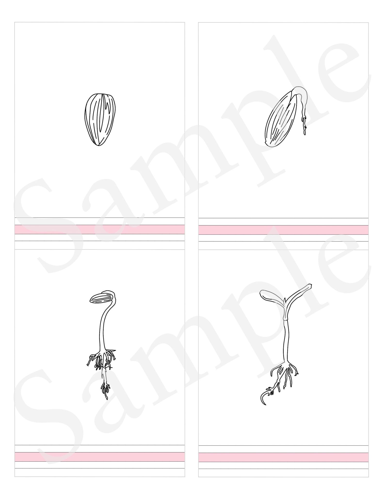 SUNFLOWER Life Cycle - 3 Part Nomenclature Cards - Montessori Botany ...