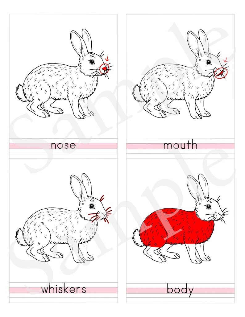 Parts of the RABBIT - 3 Part Nomenclature Cards - Montessori Zoology ...