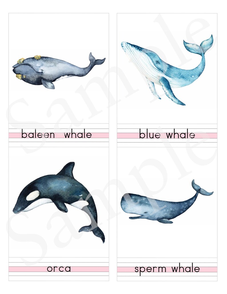 TYPES of WHALES 3 Part Nomenclature Cards - Montessori Zoology Science ...