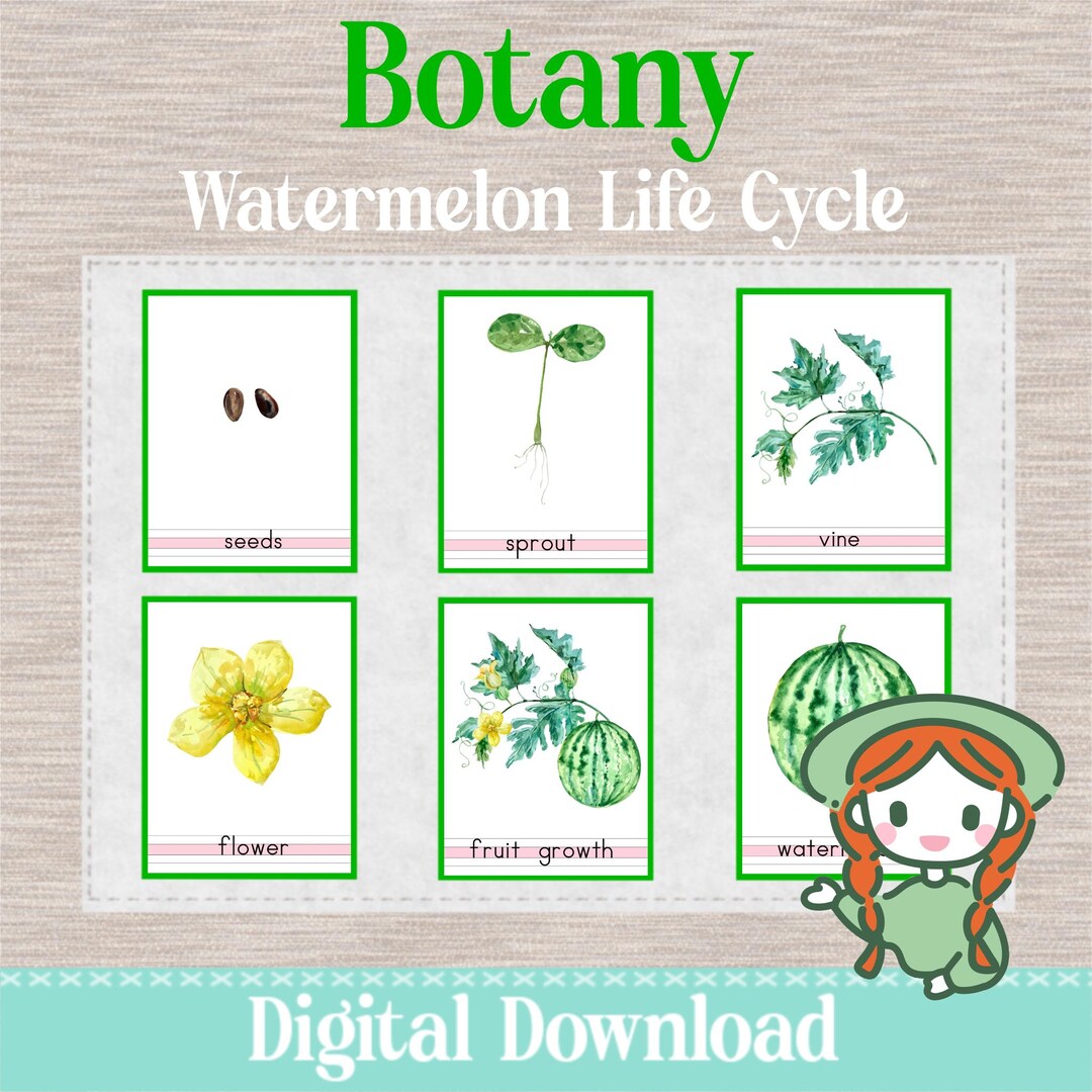 WATERMELON Life Cycle - 3 Part Nomenclature Cards - Montessori Botany ...