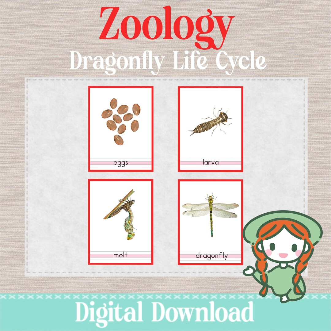 DRAGONFLY Life Cycle - 3 Part Nomenclature Cards - Montessori Zoology ...