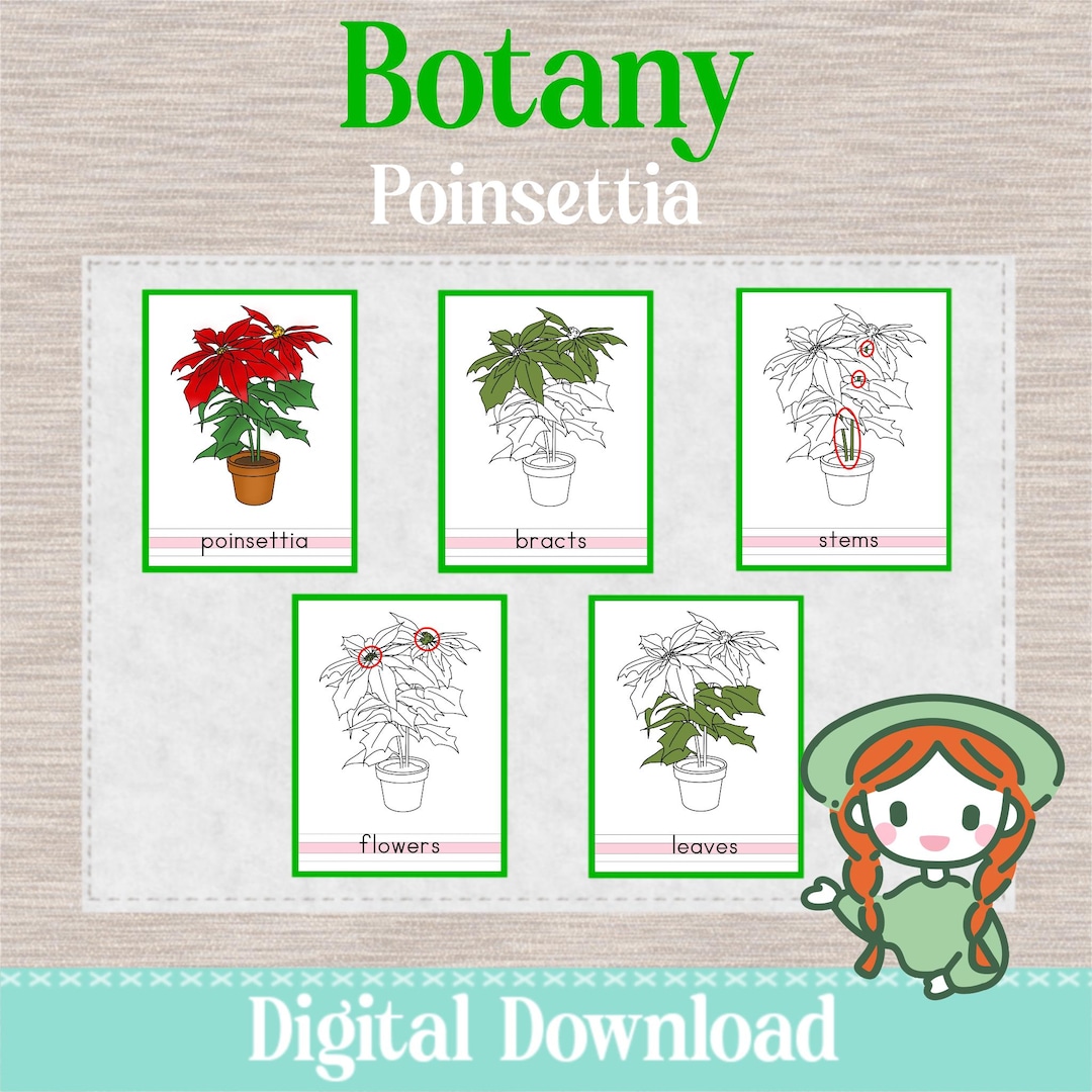 PARTS of the POINSETTIA - 3 Part Nomenclature Cards - Montessori Botany ...