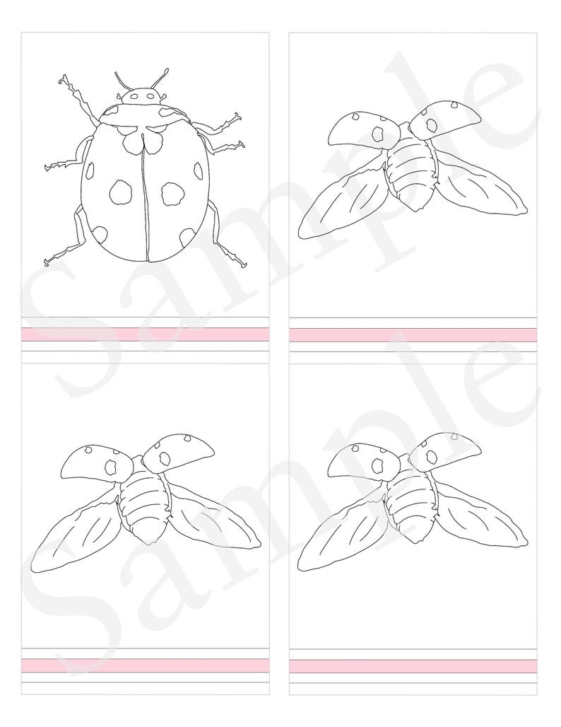 PARTS of the LADYBUG - 3 Part Nomenclature Cards - Montessori Zoology ...