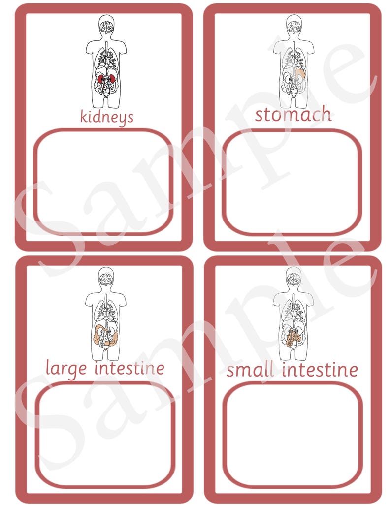 Human INTERNAL ORGANS Anatomy Montessori Pre Reading Language Matching ...