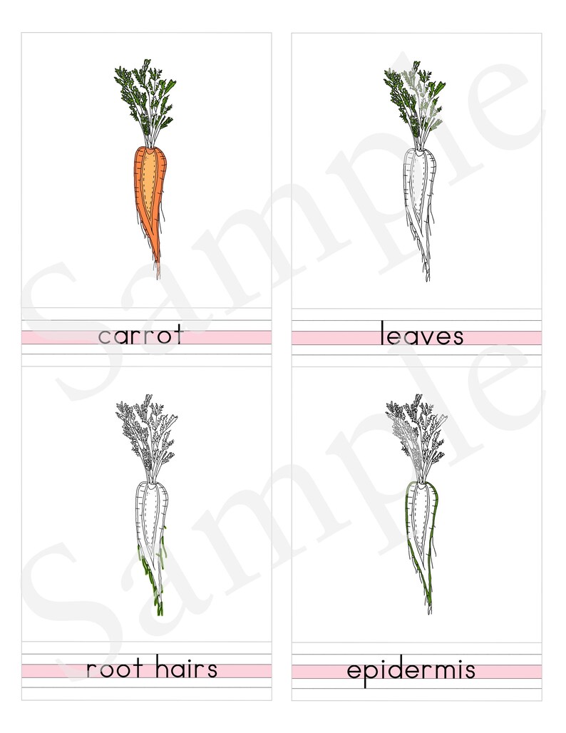 PARTS of the CARROT - 3 Part Nomenclature Cards - Montessori Botany ...