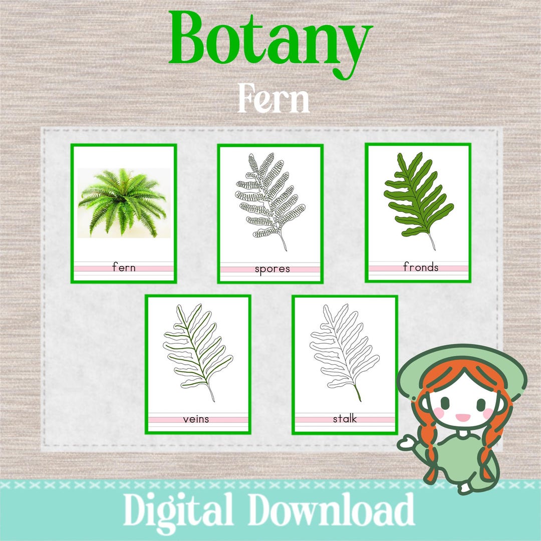 PARTS of the FERN - 3 Part Nomenclature Cards - Montessori Botany ...