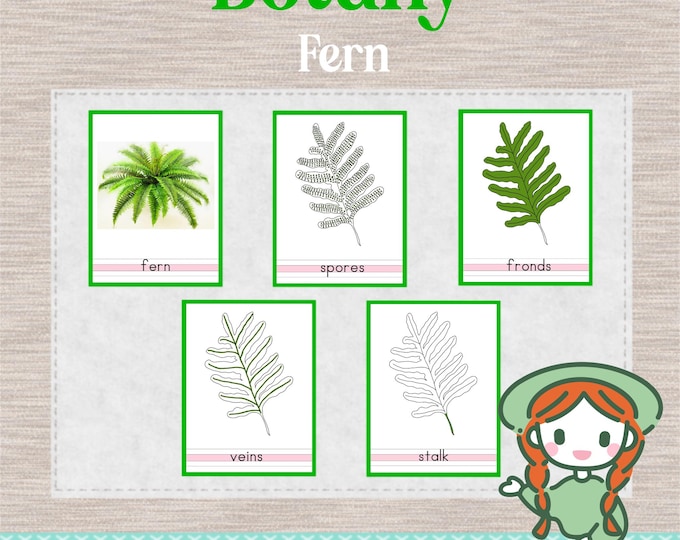 Parts of a Plant Nomenclature 3-part Cards & Blackline Master ...
