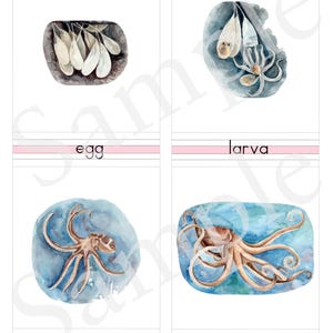 OCTOPUS Life Cycle - 3 Part Nomenclature Cards - Montessori Zoology ...