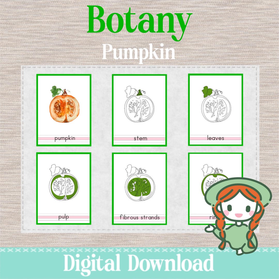 PARTS of the PUMPKIN - 3 Part Nomenclature Cards - Montessori Botany ...