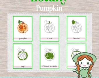 Parts of a Banana Plant Nomenclature 3-part Cards & Blackline Master ...