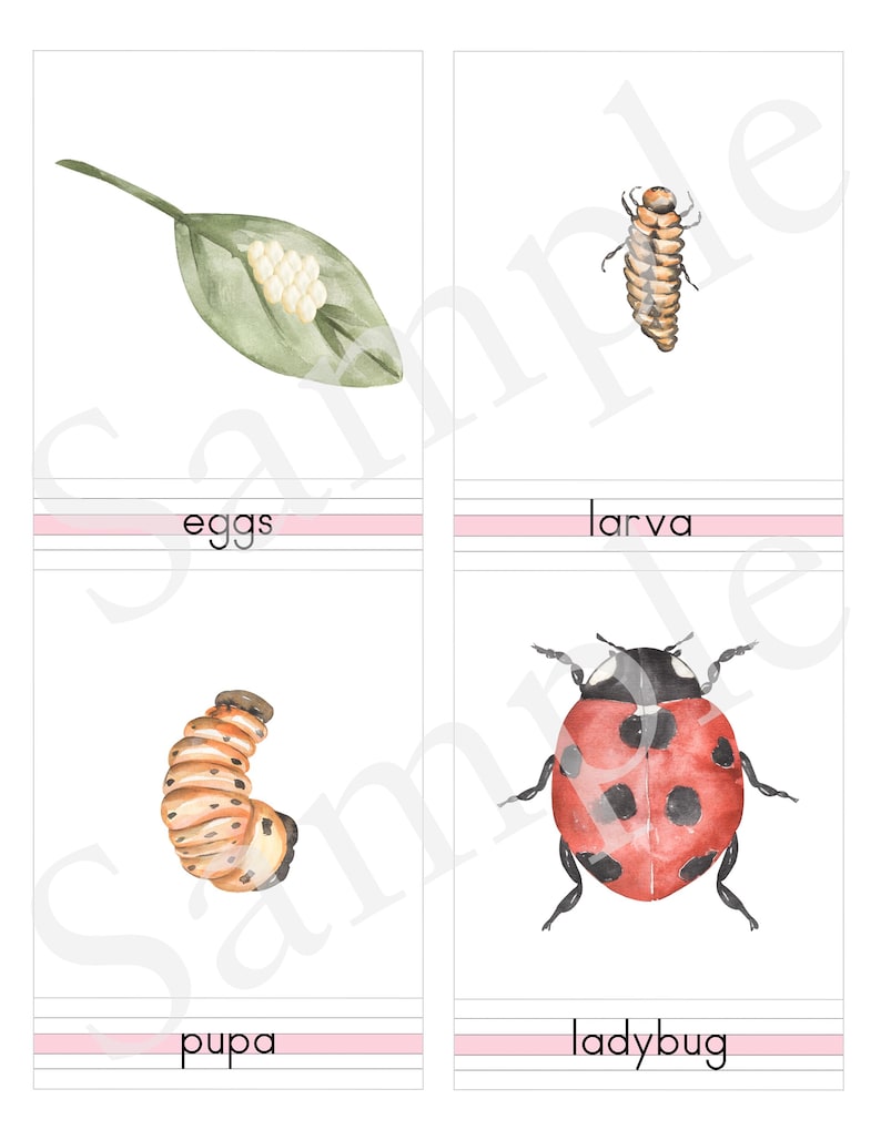 LADYBUG Life Cycle - 3 Part Nomenclature Cards - Montessori Zoology ...
