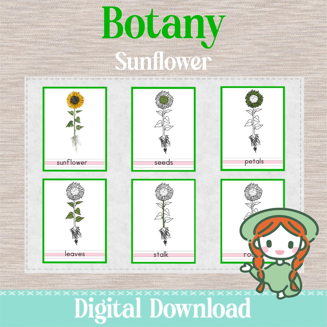 PARTS of the SUNFLOWER - 3 Part Nomenclature Cards - Montessori Botany ...
