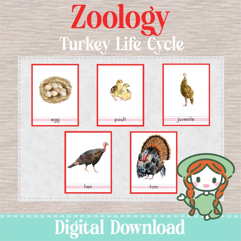 TURKEY Life Cycle - 3 Part Nomenclature Cards - Montessori Zoology ...