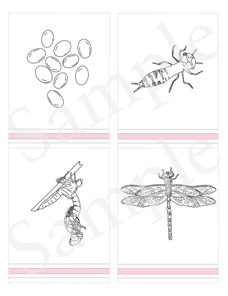 DRAGON FLY Life Cycle - 3 Part Nomenclature Cards - Montessori Zoology ...