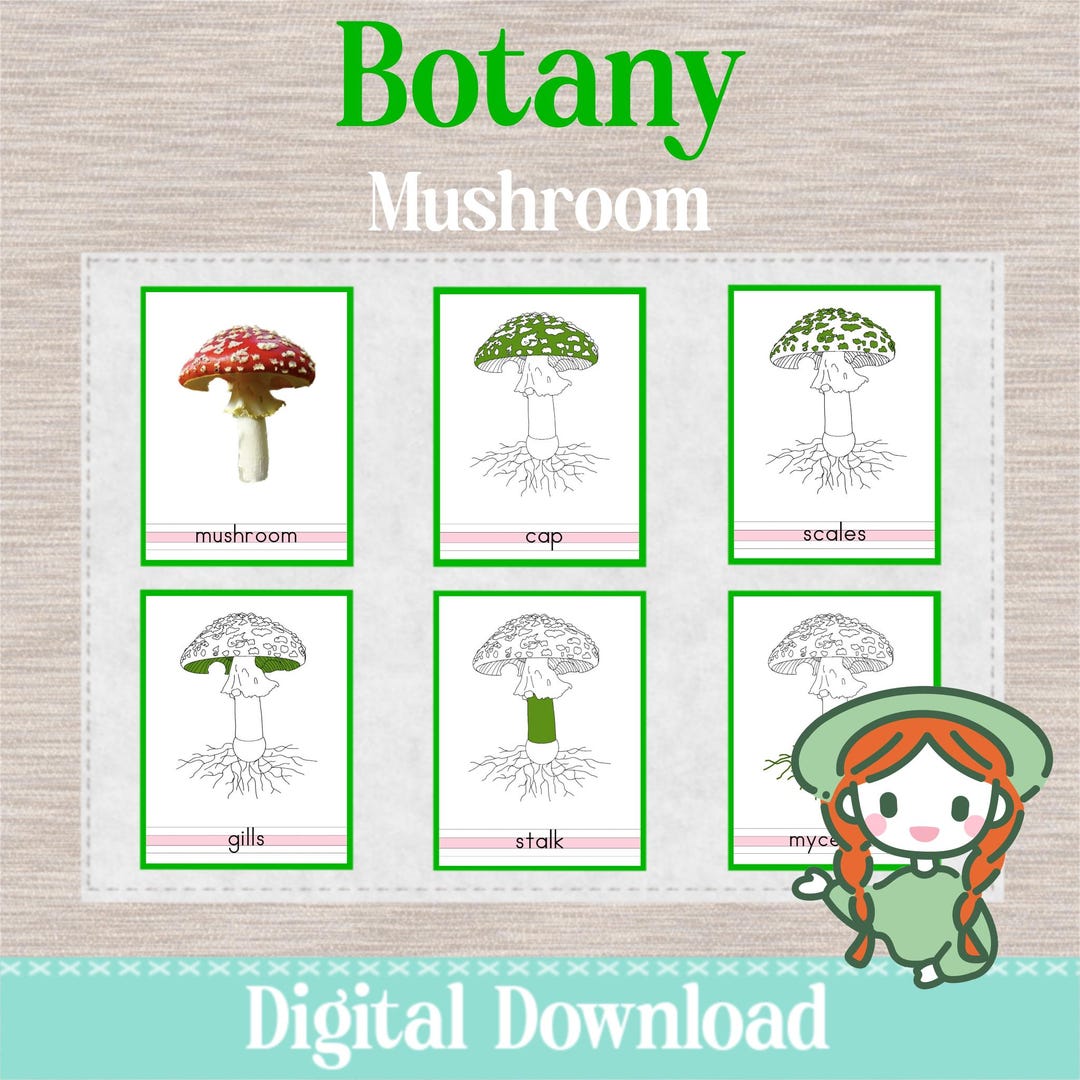 PARTS of the MUSHROOM - 3 Part Nomenclature Cards - Montessori Botany ...