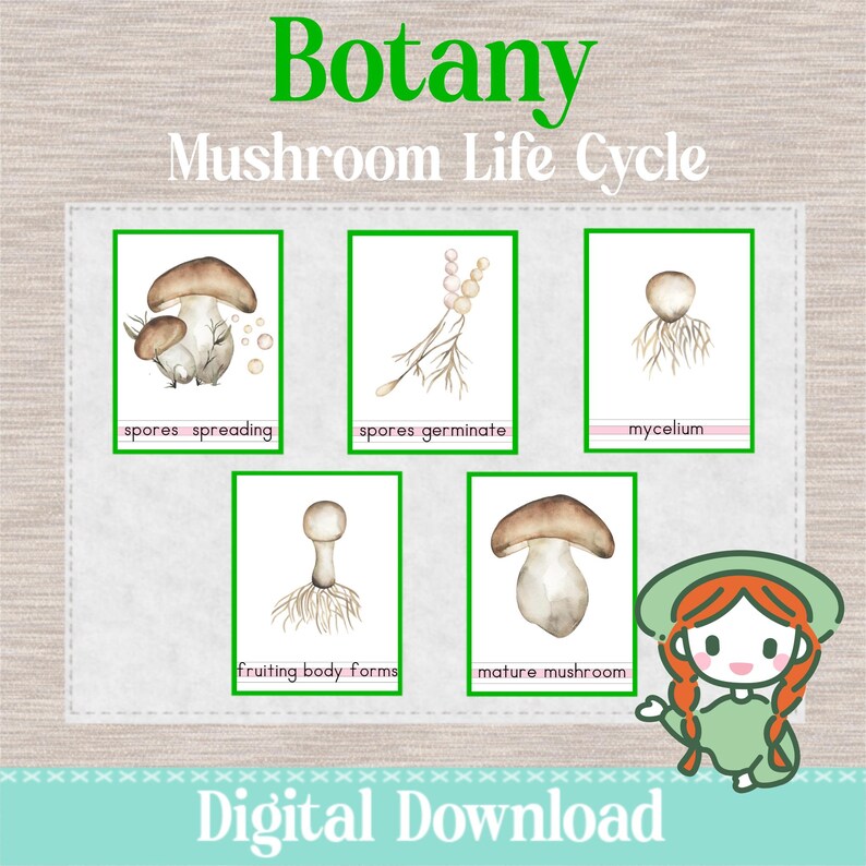 Mushroom Life Cycle - 3 Part Nomenclature Cards - Montessori Botany ...