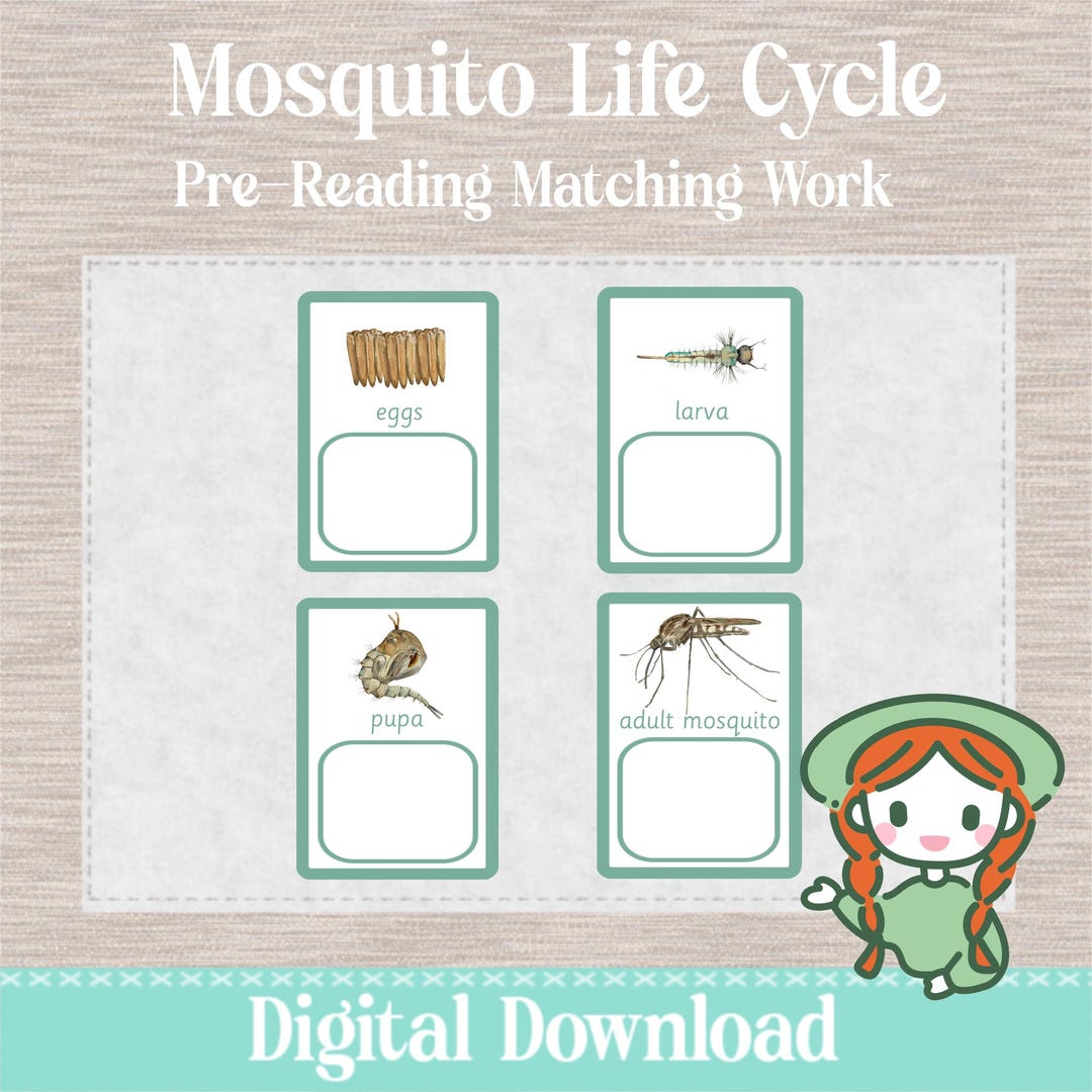 MOSQUITO Life Cycle Montessori Pre Reading Language Matching Cards - Etsy