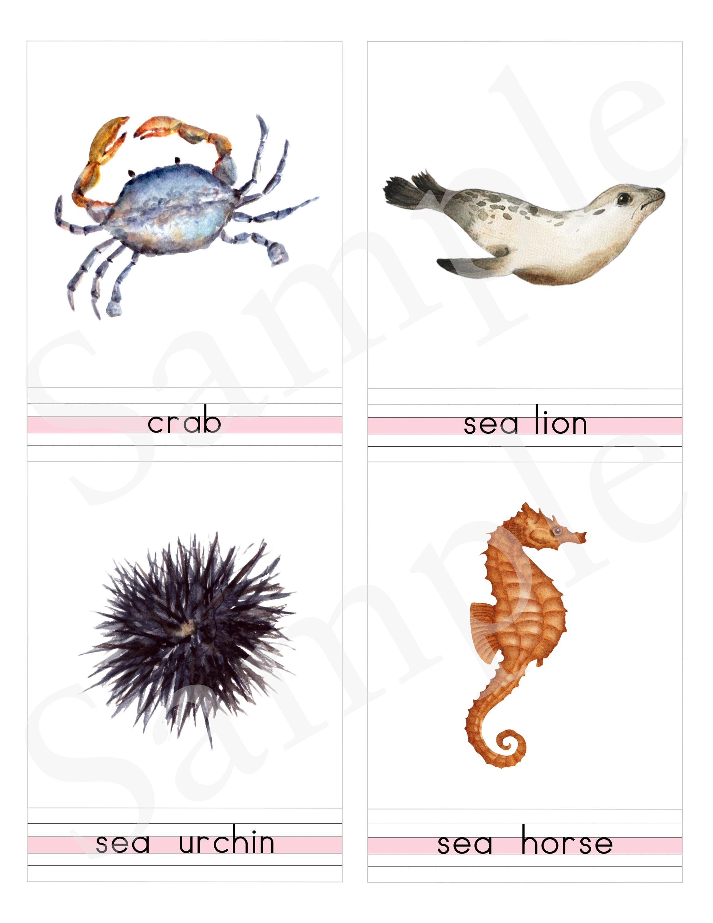 Sea/marine Life 3 Part Nomenclature Cards - Montessori Zoology Science ...