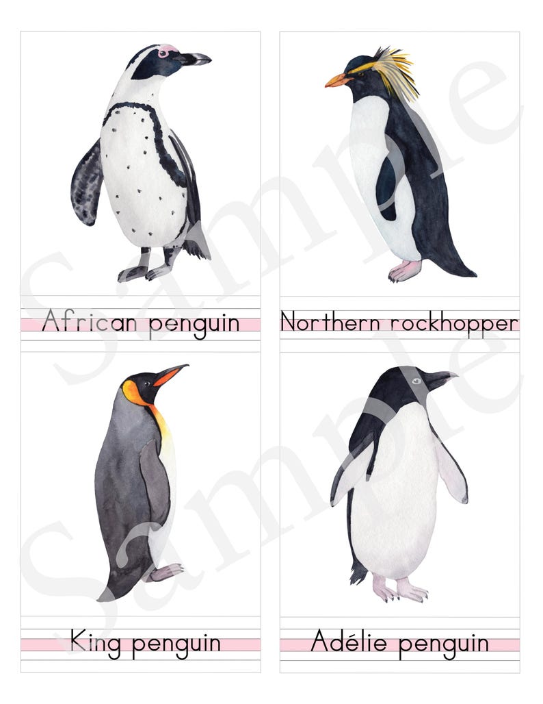 PENGUIN Species/types - 3 Part Nomenclature Cards - Montessori Zoology ...