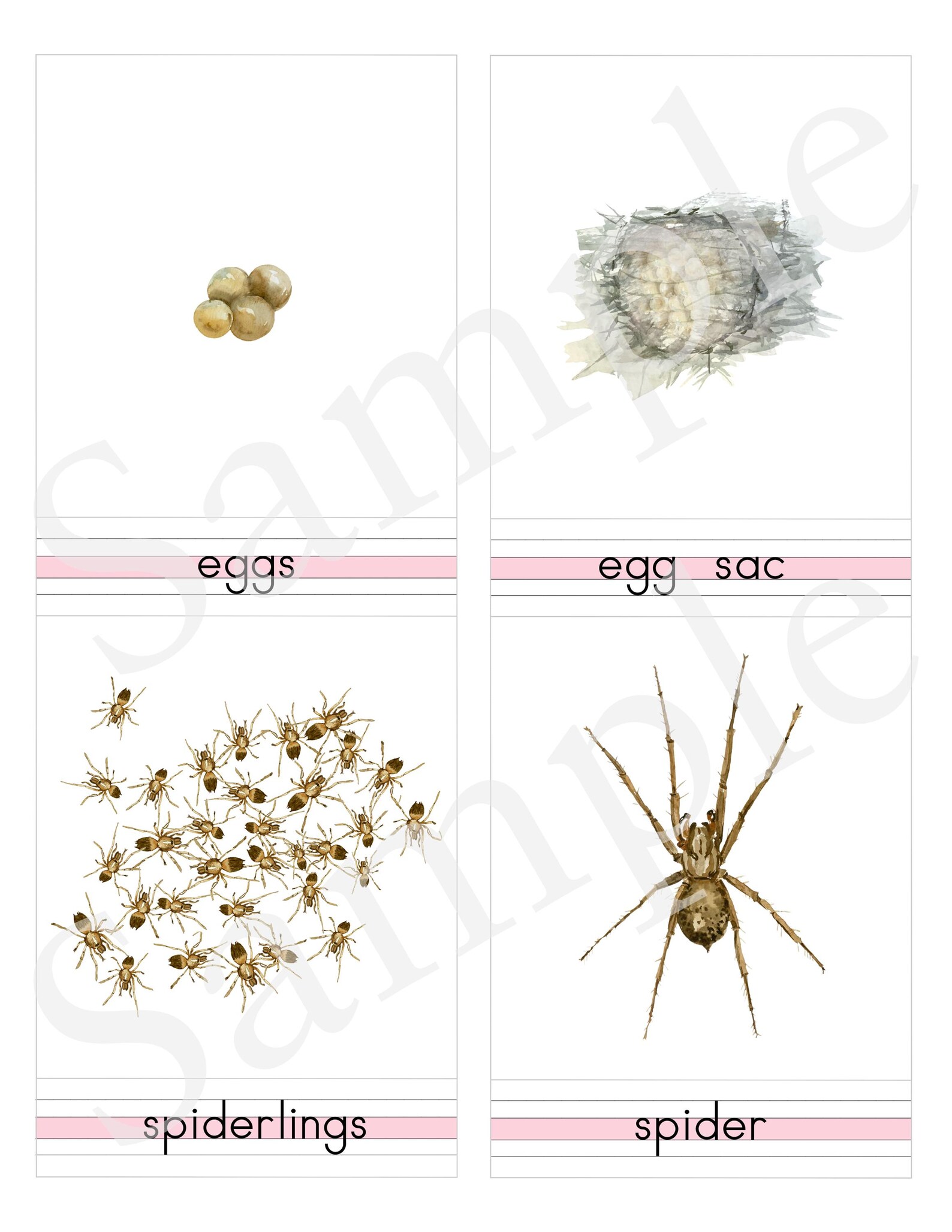 PARTS of the SPIDER - 3 Part Nomenclature Cards - Montessori Zoology ...