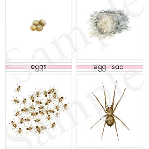 PARTS of the SPIDER - 3 Part Nomenclature Cards - Montessori Zoology ...