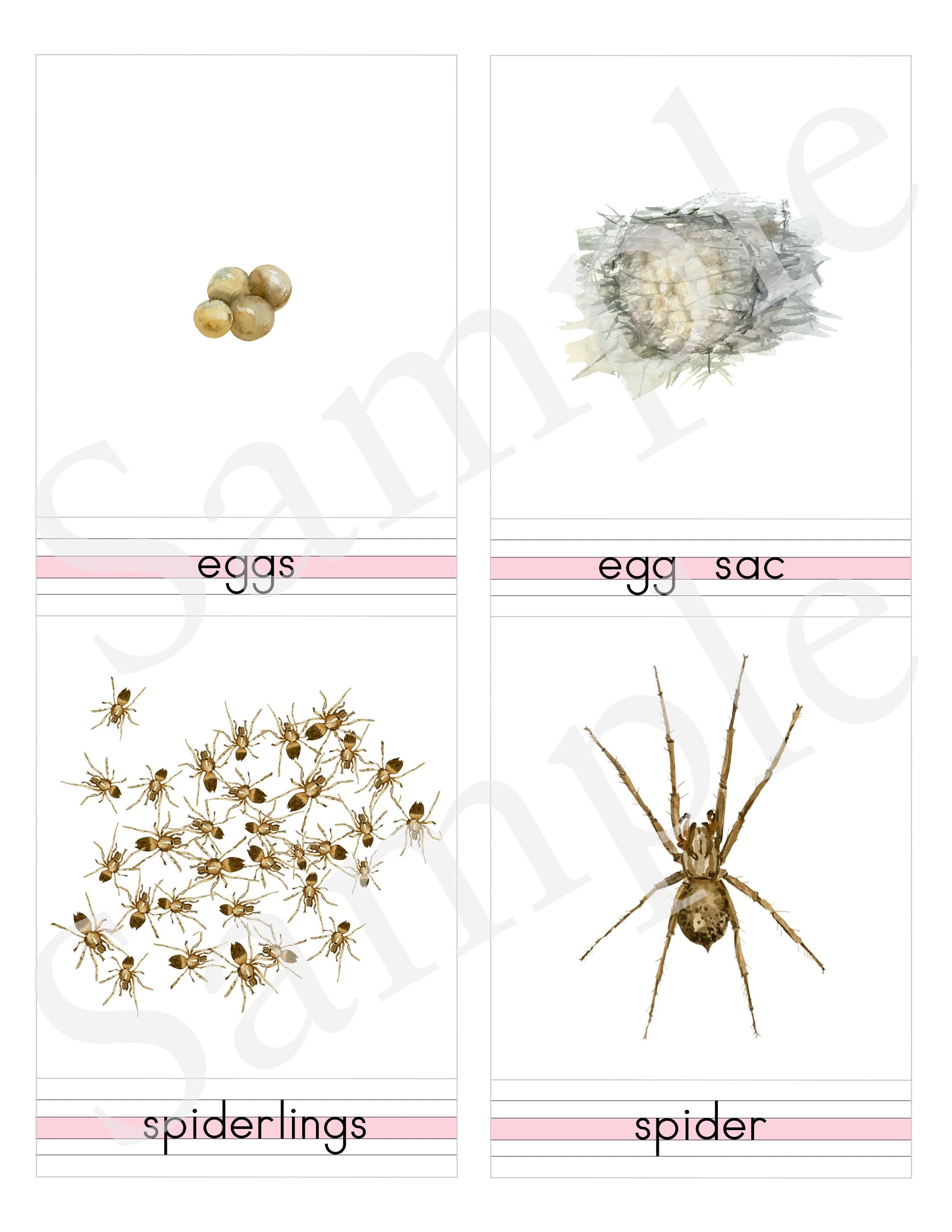 PARTS of the SPIDER - 3 Part Nomenclature Cards - Montessori Zoology ...