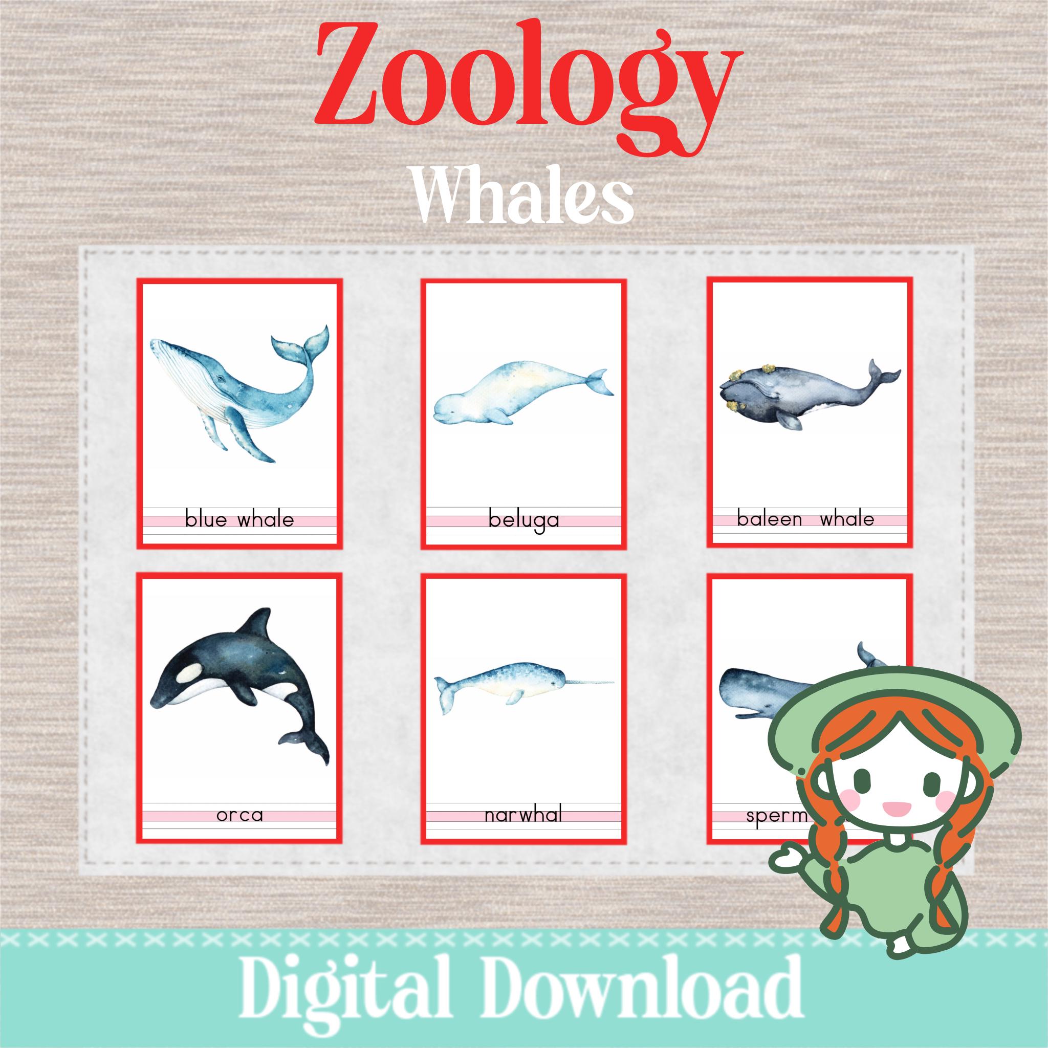 TYPES of WHALES 3 Part Nomenclature Cards - Montessori Zoology Science ...