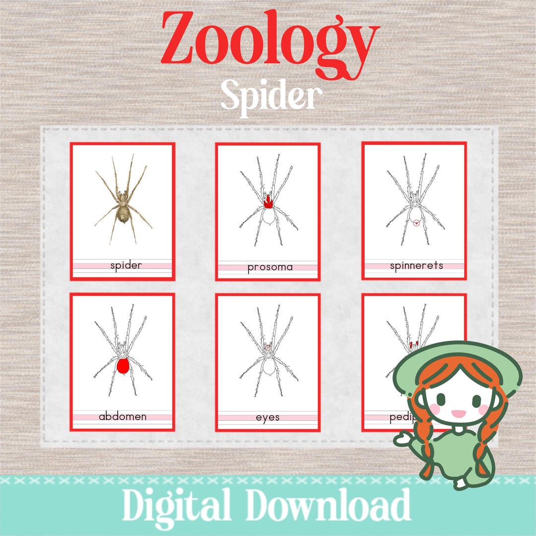 PARTS of the SPIDER - 3 Part Nomenclature Cards - Montessori Zoology ...
