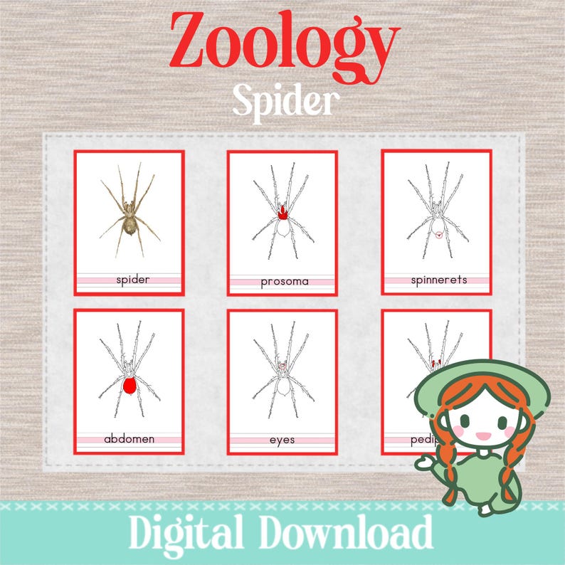 PARTS of the SPIDER - 3 Part Nomenclature Cards - Montessori Zoology ...
