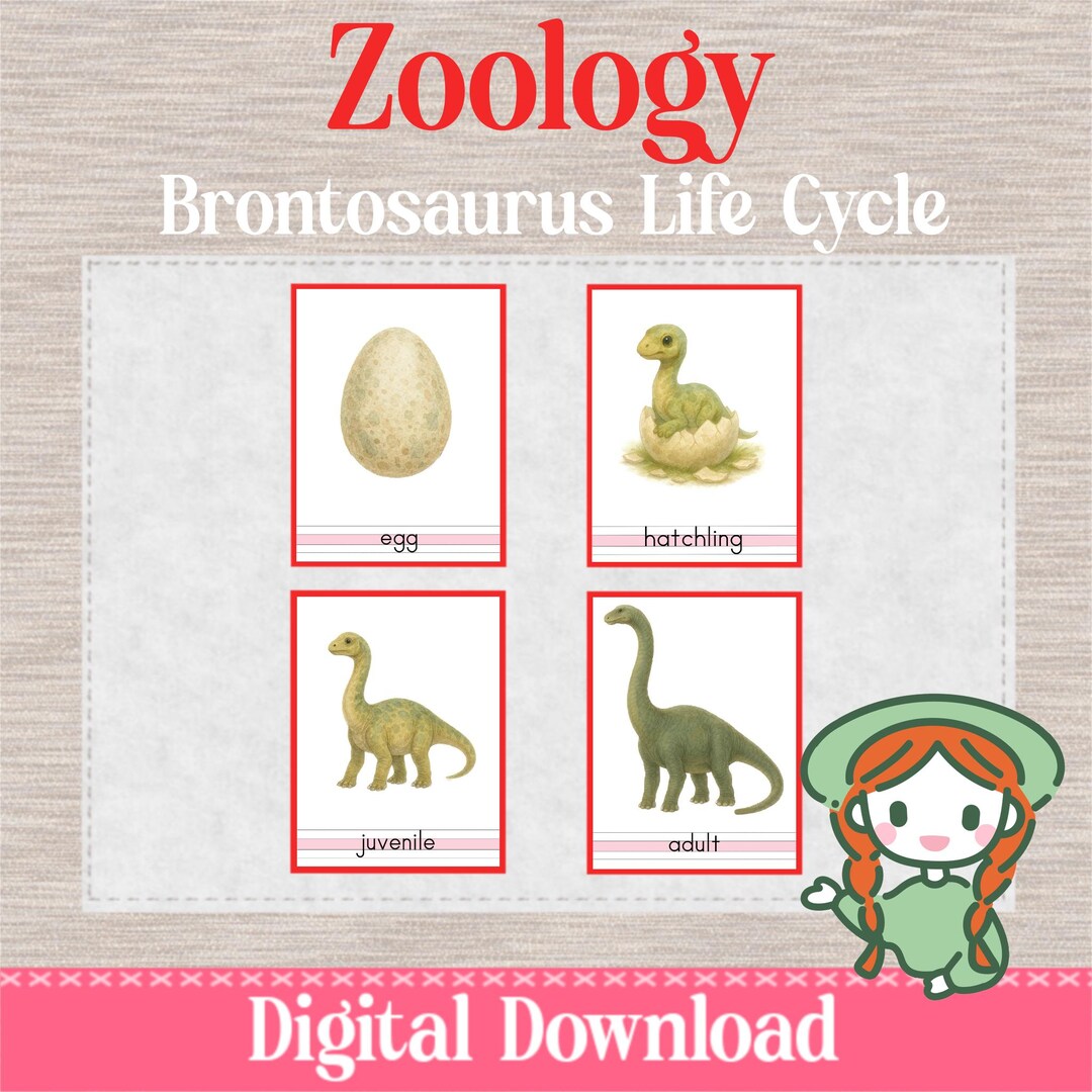 DINOSAUR Life Cycle of the Brontosaurus - 3 Part Nomenclature Cards ...