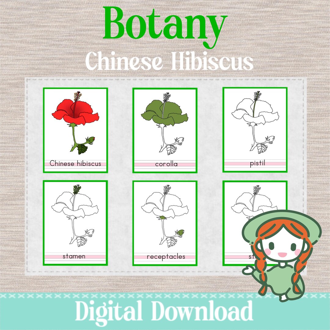 PARTS of the HIBISCUS FLOWER - 3 Part Nomenclature Cards - Montessori ...