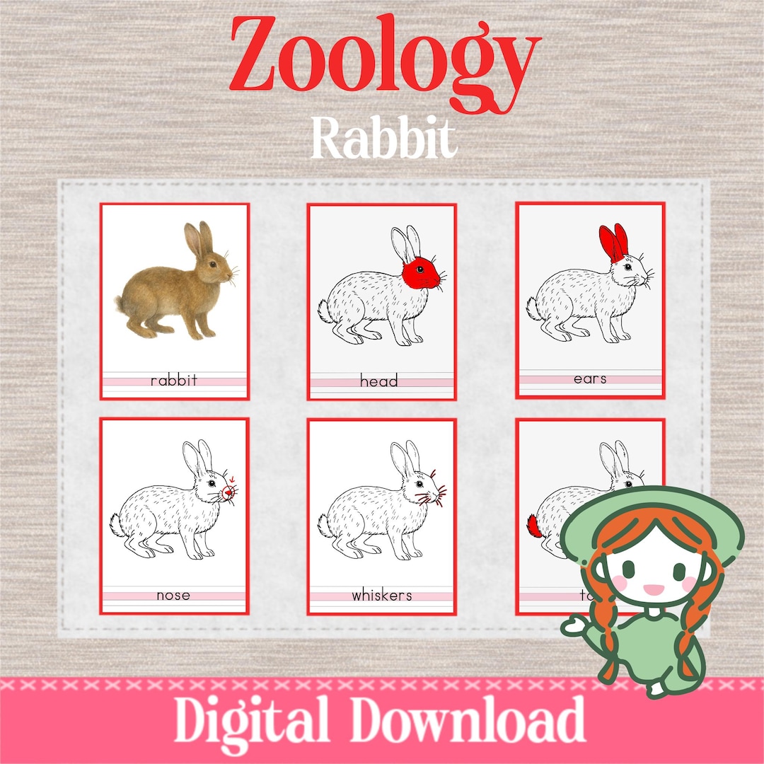 Parts of the RABBIT - 3 Part Nomenclature Cards - Montessori Zoology ...