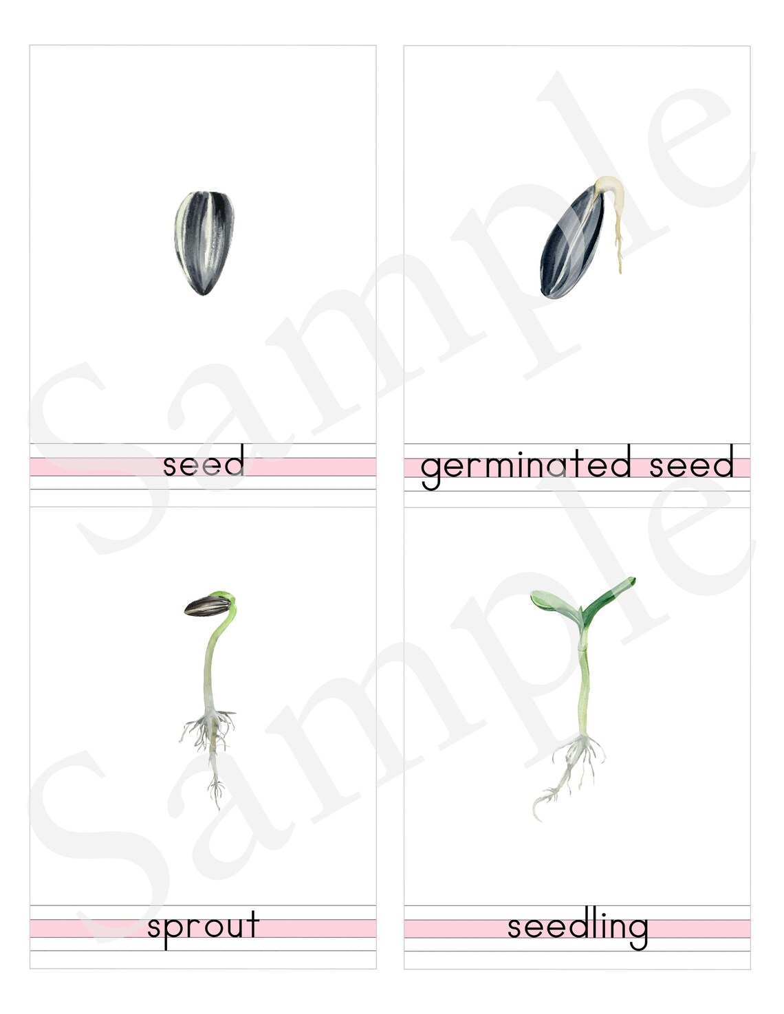 SUNFLOWER Life Cycle - 3 Part Nomenclature Cards - Montessori Botany ...