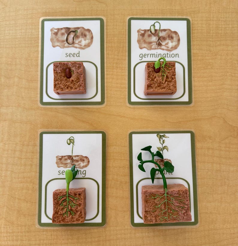 PLANT Life Cycle Montessori Pre Reading Language Matching Cards - Etsy