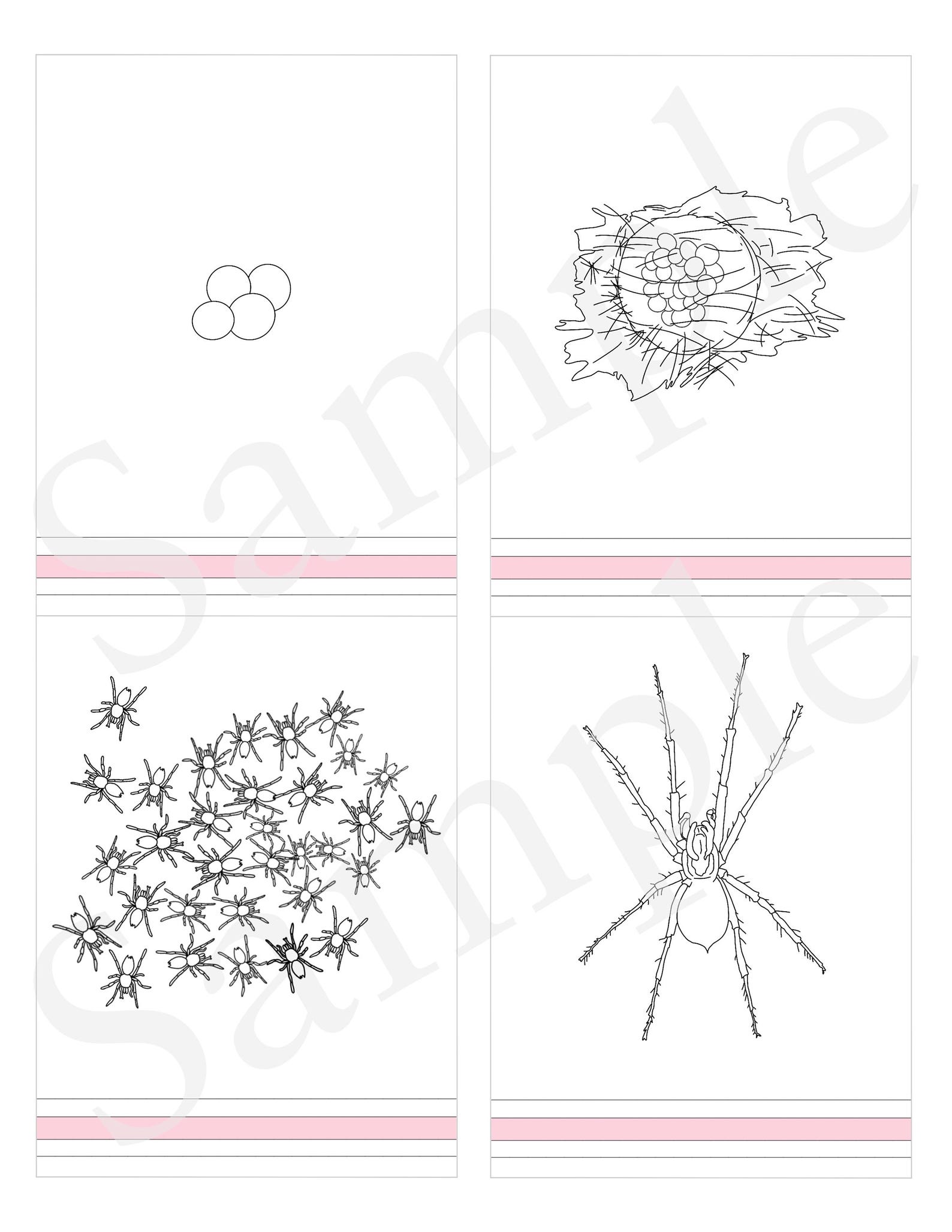 PARTS of the SPIDER - 3 Part Nomenclature Cards - Montessori Zoology ...