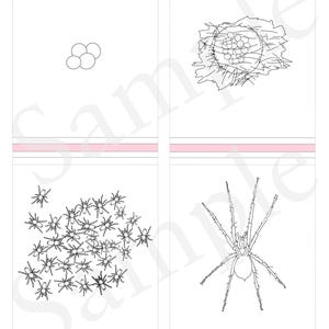PARTS of the SPIDER - 3 Part Nomenclature Cards - Montessori Zoology ...