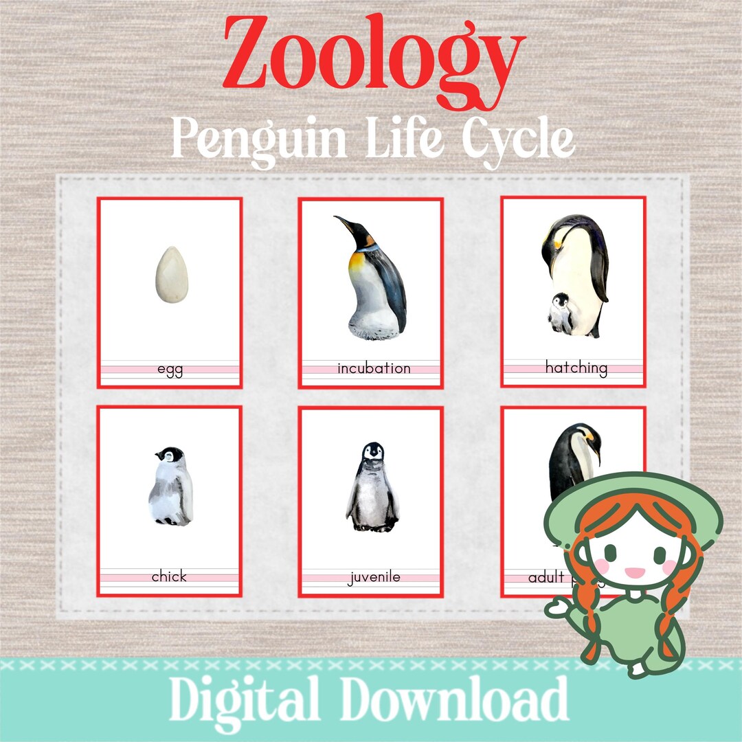 PENGUIN Life Cycle - 3 Part Nomenclature Cards - Montessori Zoology ...