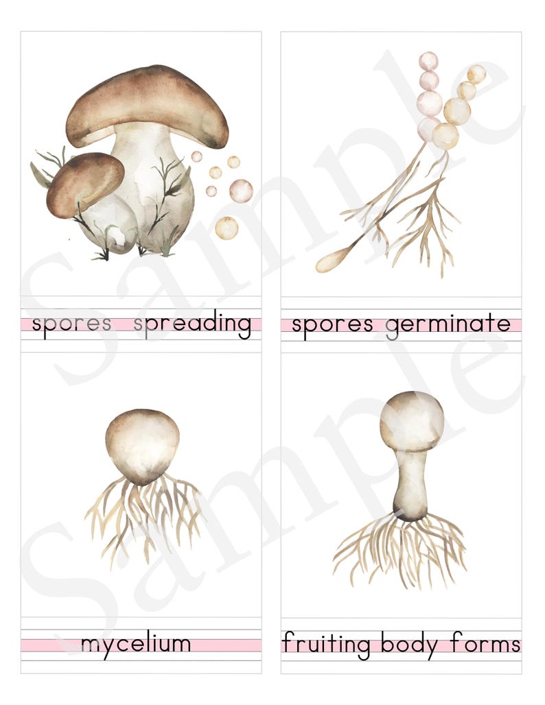 Mushroom Life Cycle - 3 Part Nomenclature Cards - Montessori Botany ...
