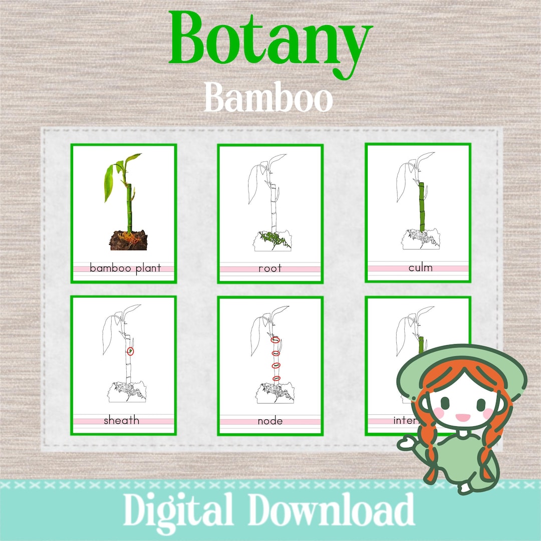 PARTS of the BAMBOO - 3 Part Nomenclature Cards - Montessori Botany ...
