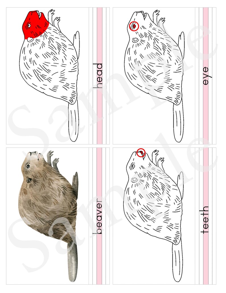 PARTS of the BEAVER - 3 Part Nomenclature Cards - Montessori Zoology ...
