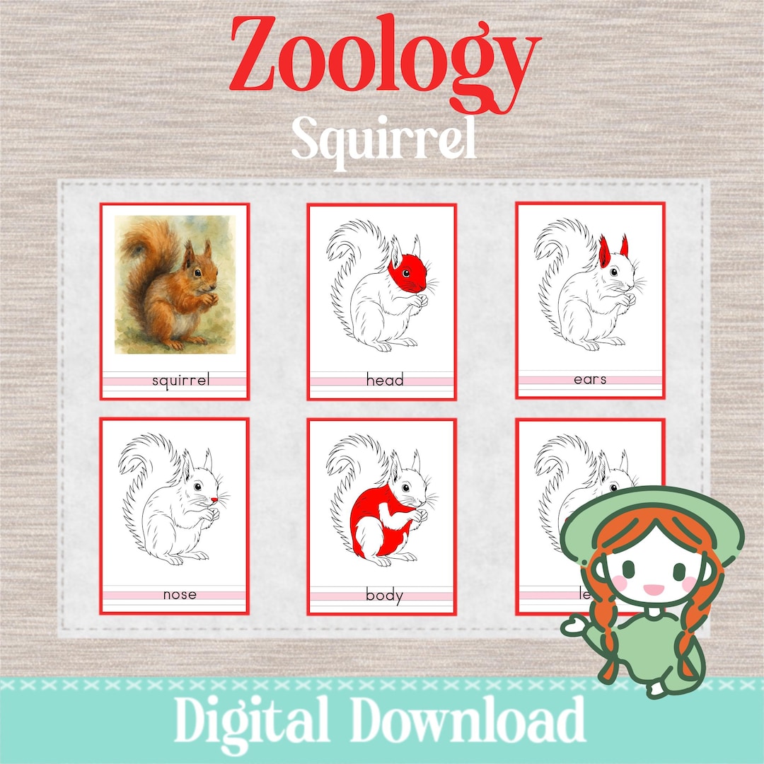 PARTS of the SQUIRREL - 3 Part Nomenclature Cards - Montessori Zoology ...
