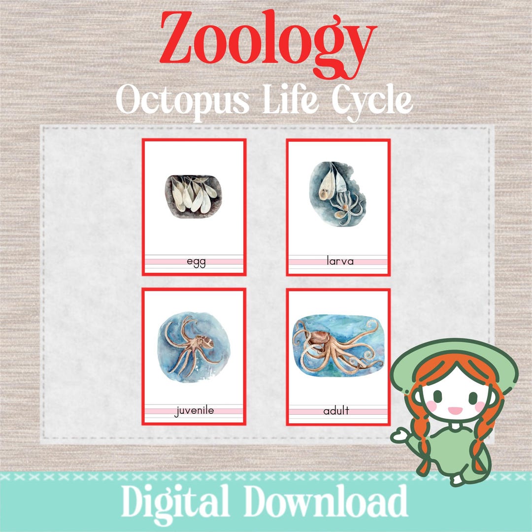 OCTOPUS Life Cycle - 3 Part Nomenclature Cards - Montessori Zoology ...