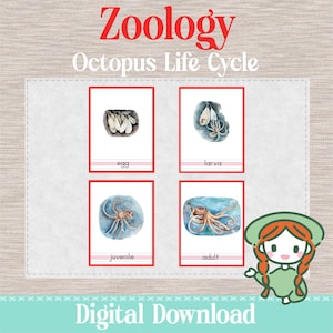 OCTOPUS Life Cycle - 3 Part Nomenclature Cards - Montessori Zoology ...