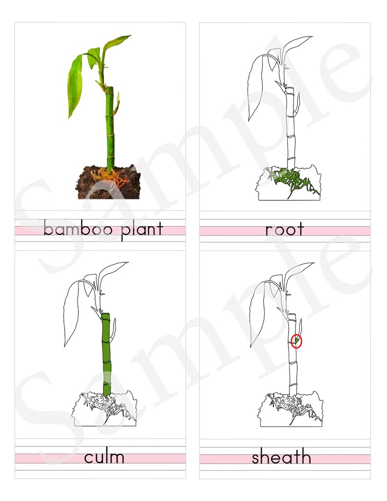 PARTS of the BAMBOO - 3 Part Nomenclature Cards - Montessori Botany ...