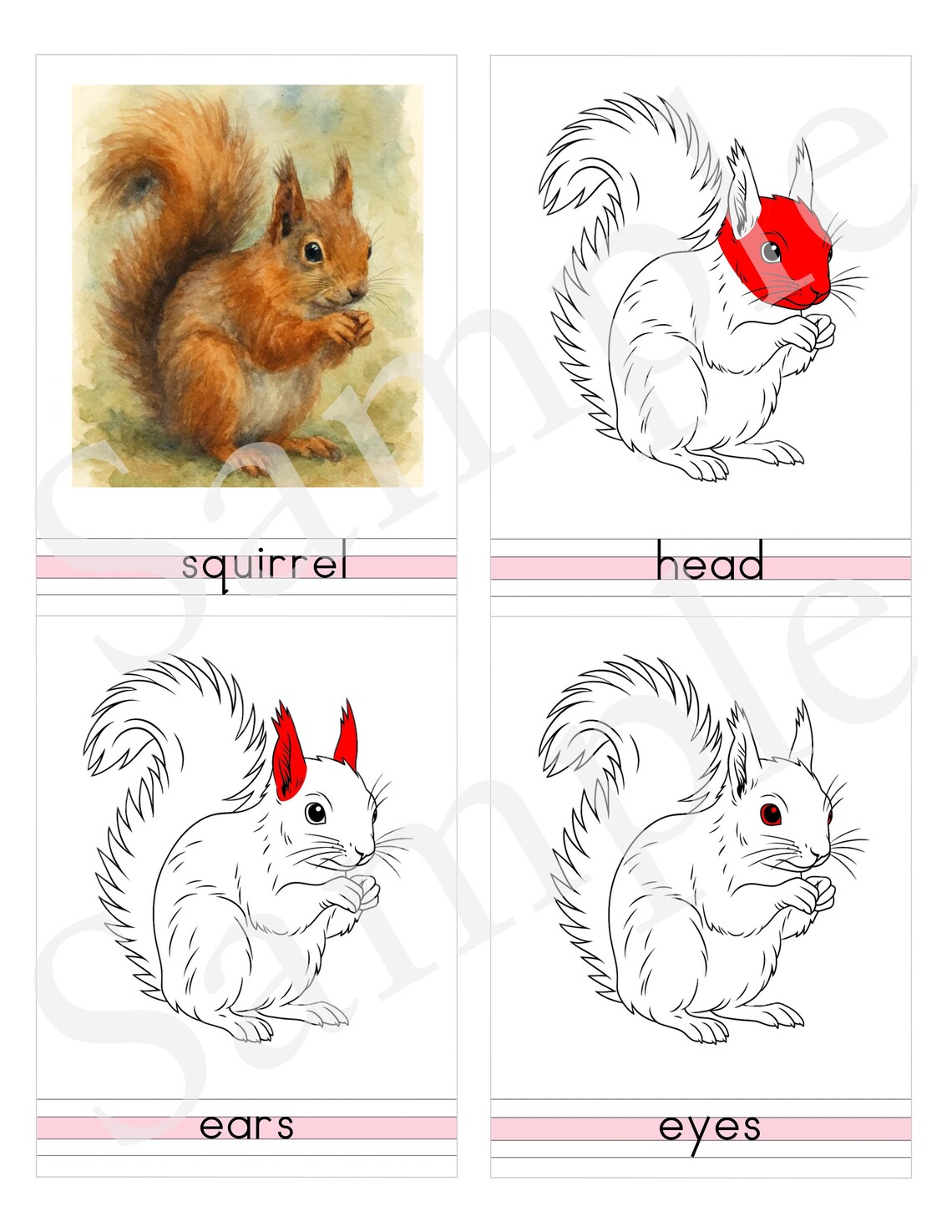 PARTS of the SQUIRREL - 3 Part Nomenclature Cards - Montessori Zoology ...