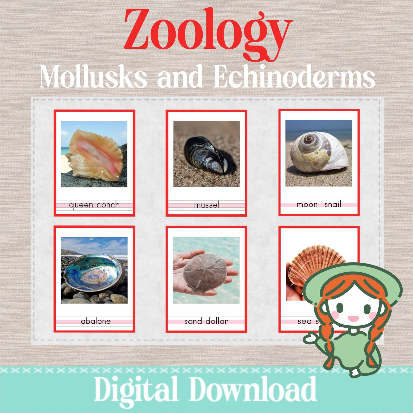 MOLLUSKS 3 Part Nomenclature Cards - Montessori Zoology Science - Etsy