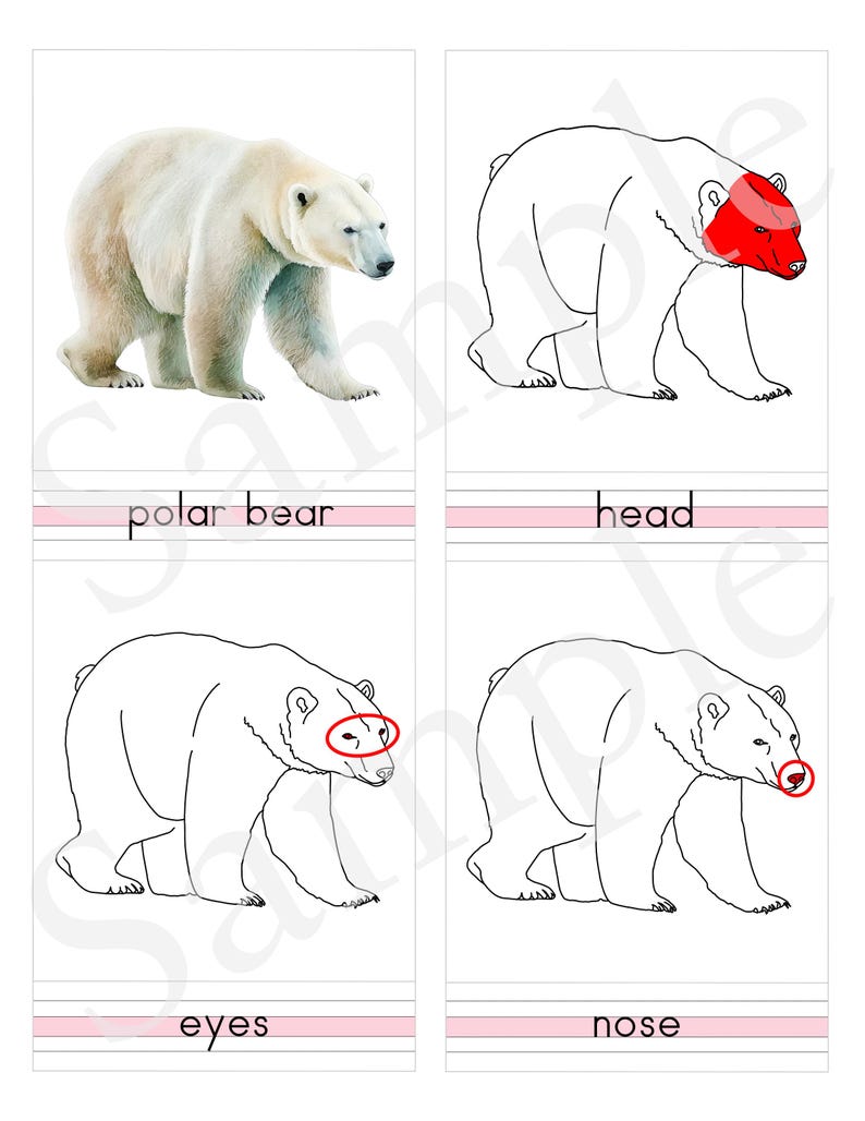 Parts of the POLAR BEAR - 3 Part Nomenclature Cards - Montessori ...
